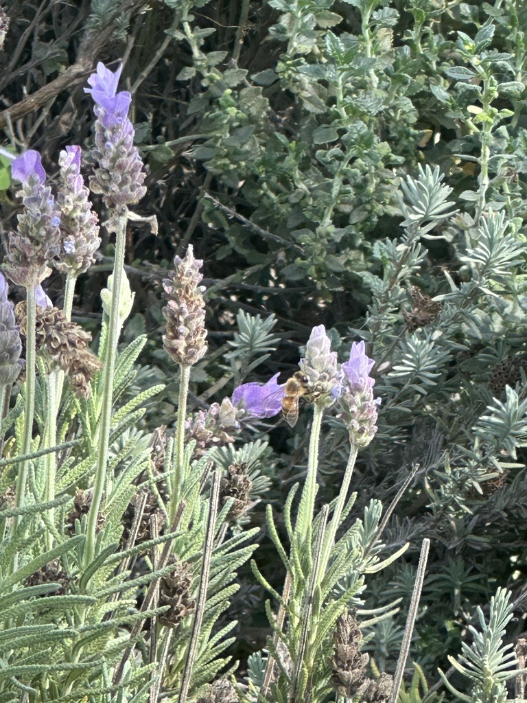 Western Honey Bee from Civic Center Mall, Los Angeles, CA, US on ...