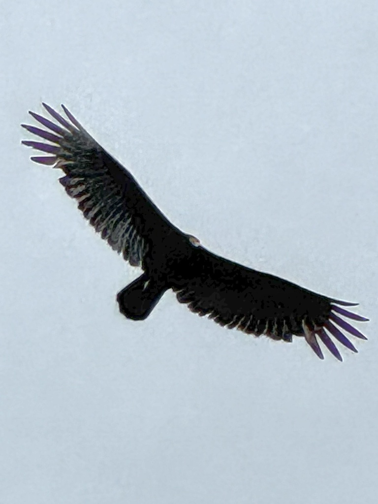 Turkey and Yellow-headed Vultures from Zona Arqueológica de Chichén ...