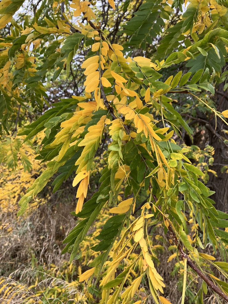 honey locust from University of Minnesota, Minneapolis, MN, US on ...