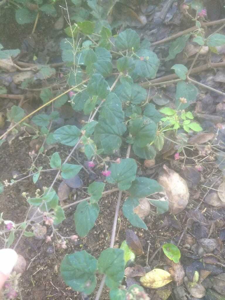 scarlet spiderling from 71534 Santa Catarina Minas, Oax., México on ...