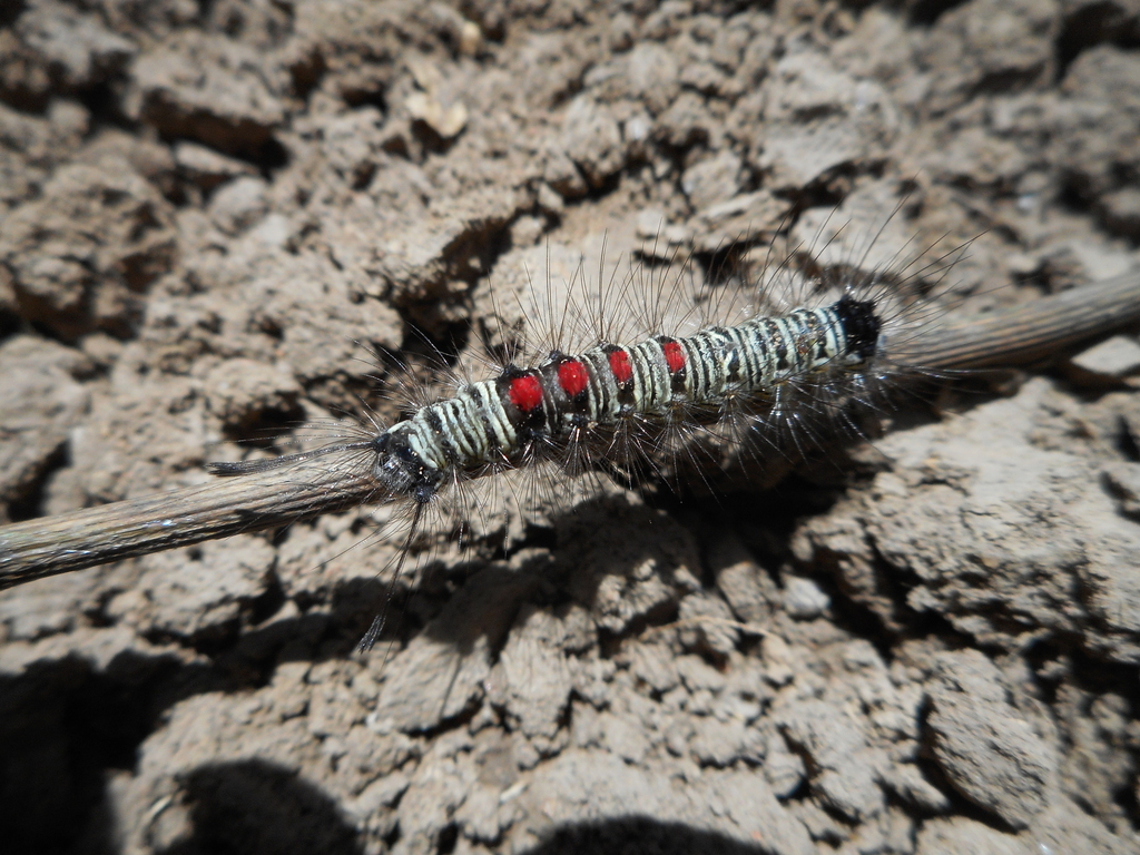 Ilema from , Chiang Rai, Thailand on October 18, 2016 at 11:21 AM by ...