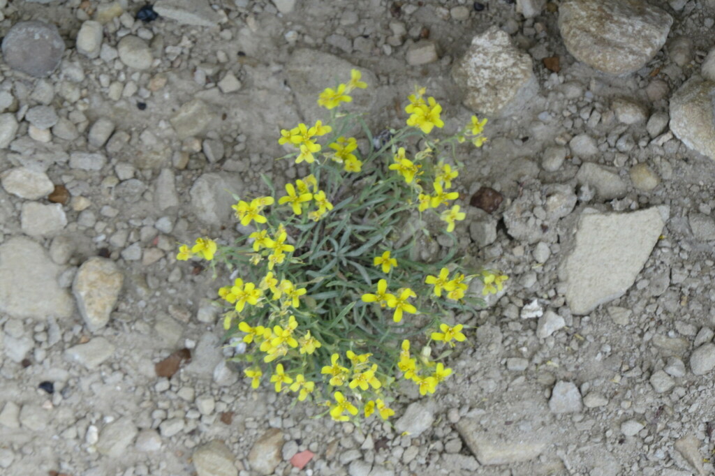silver bladderpod from Medora, ND 58645, USA on May 27, 2017 at 10:23 ...