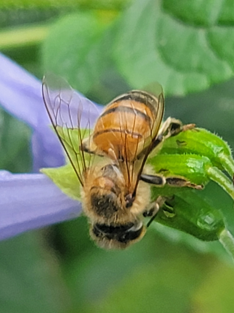 Western Honey Bee from Alexandria, AL, USA on November 1, 2024 at 02:09 ...