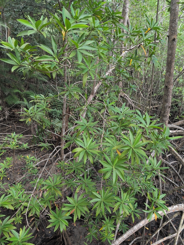Tea Mangrove in November 2024 by Thomas Green. Pineapple mangrove ...