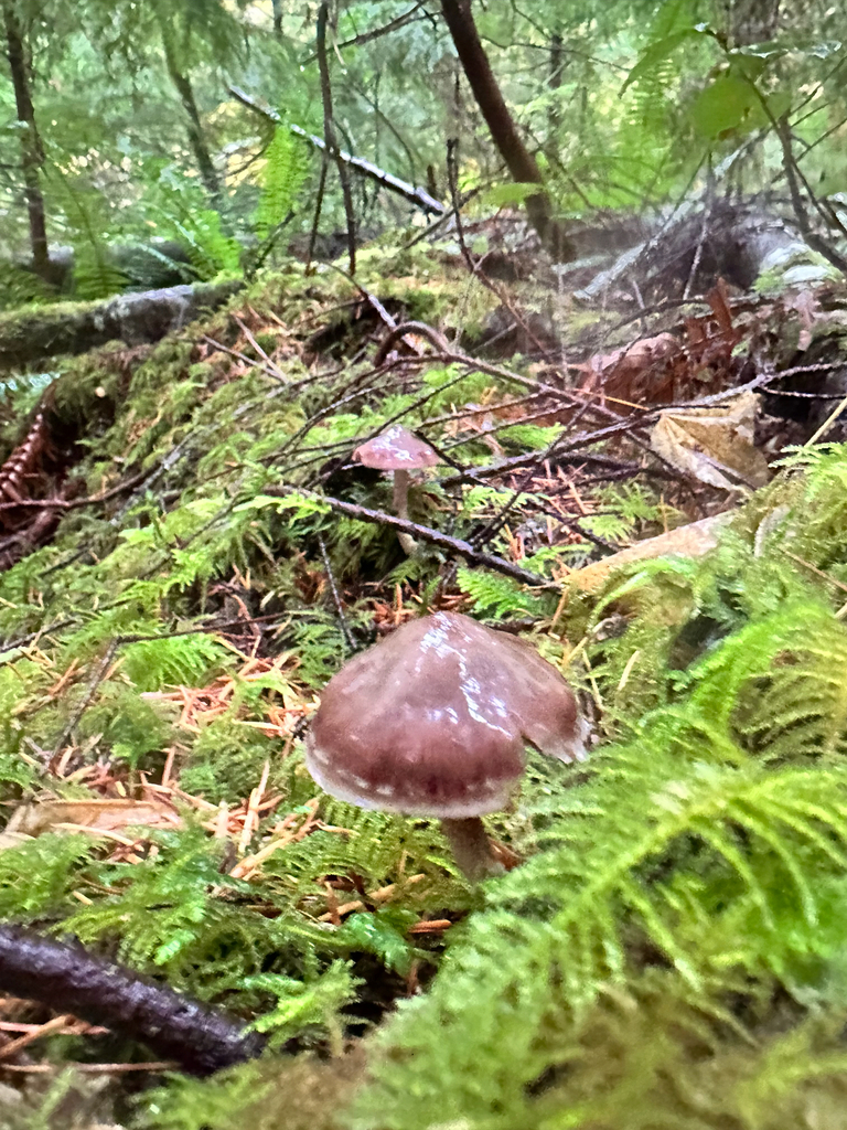 Cortinariaceae from Cispus Rd, Randle, WA, US on November 01, 2024 at ...