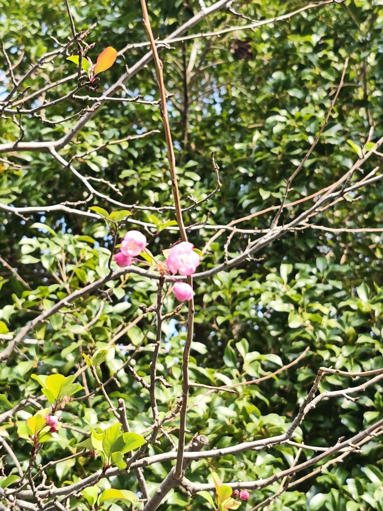 Maleae from Suzhou, CN-JS, CN on November 2, 2024 at 10:37 AM by ...