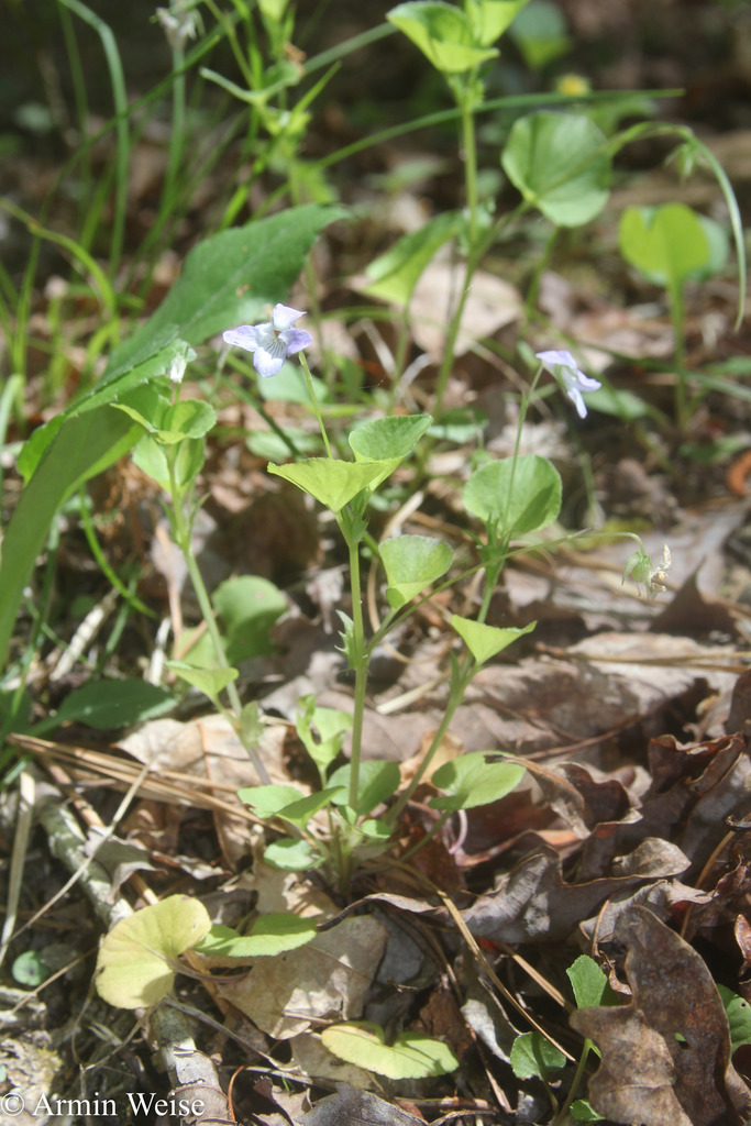 Labrador violet in April 2019 by Armin Weise · iNaturalist