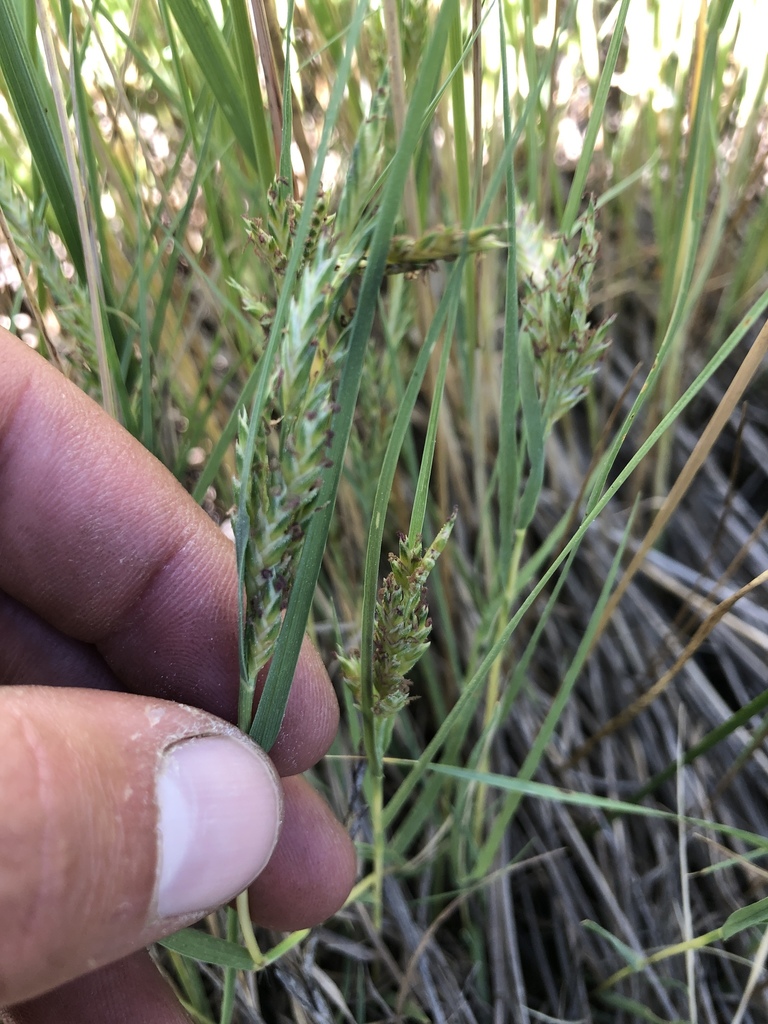 Saltgrass from 96101, Alturas, CA, US on July 12, 2019 at 09:25 AM by ...
