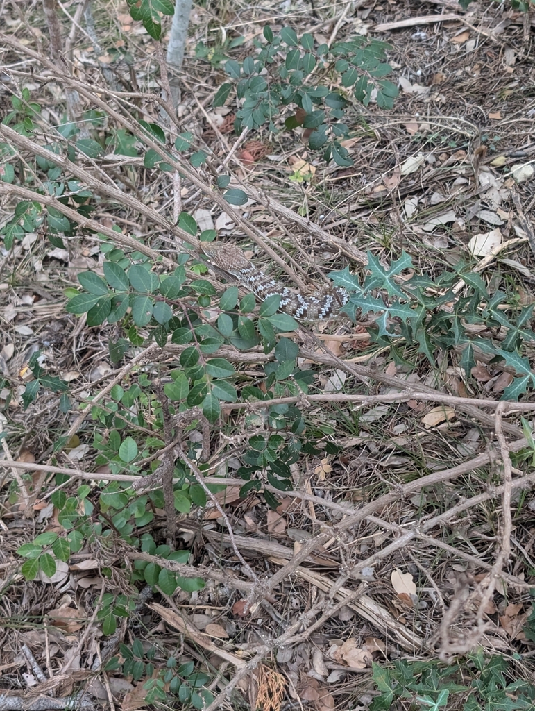 Texas Alligator Lizard in November 2024 by Lydia Bartlett · iNaturalist