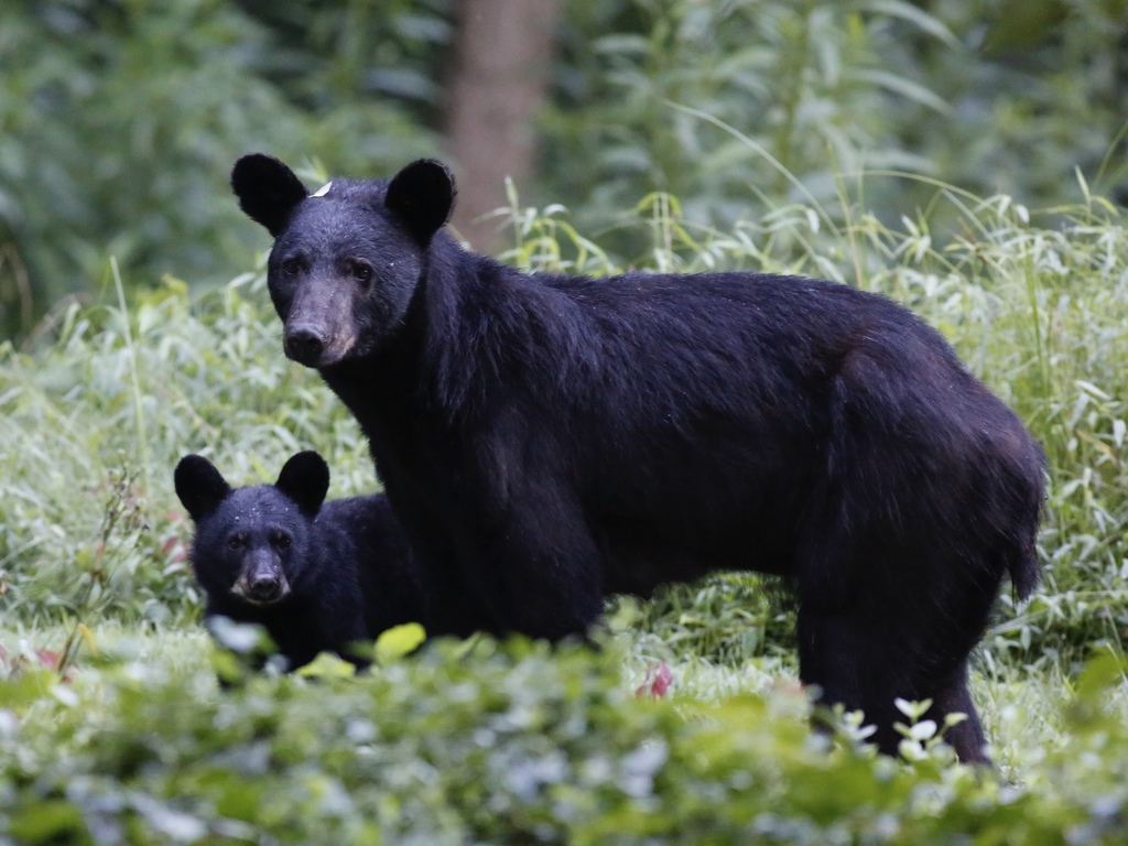 Eastern Black Bear from Albemarle County, VA, USA on August 7, 2016 at ...