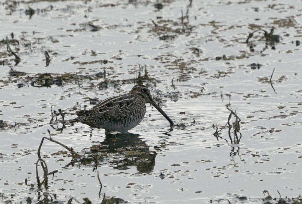 Wilson's Snipe from Contra Costa County, CA, USA on November 1, 2024 at ...