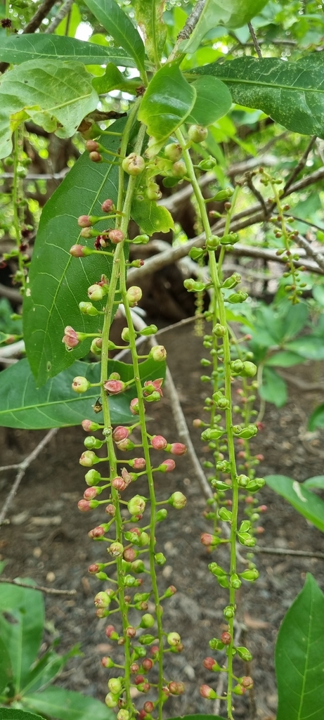 Indian Putat from Umagico QLD, Australia on November 2, 2024 at 04:00 ...