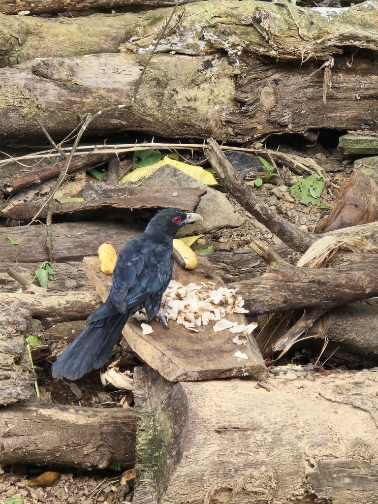 Asian Koel from 3W5H+GW4, Ja-Ela, Sri Lanka on November 2, 2024 at 02: ...