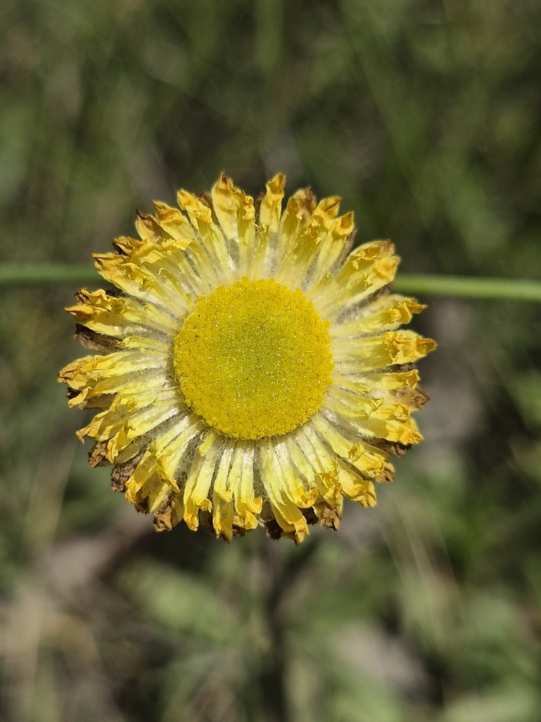 button everlasting from Tynong North VIC 3813, Australia on November 2 ...