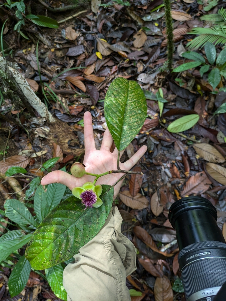 Dillenia from Sedahan Jaya, Sukadana, North Kayong Regency, Kalimantan ...