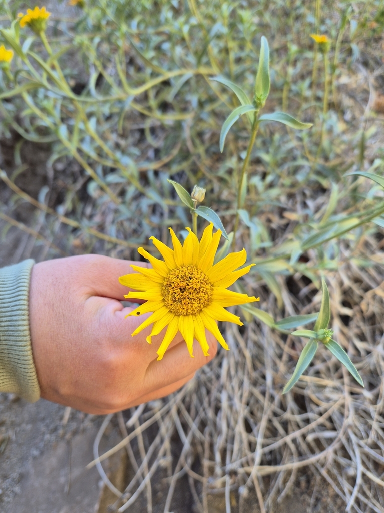slender sunflower from Pisco Elqui on November 2, 2024 at 10:33 AM by ...
