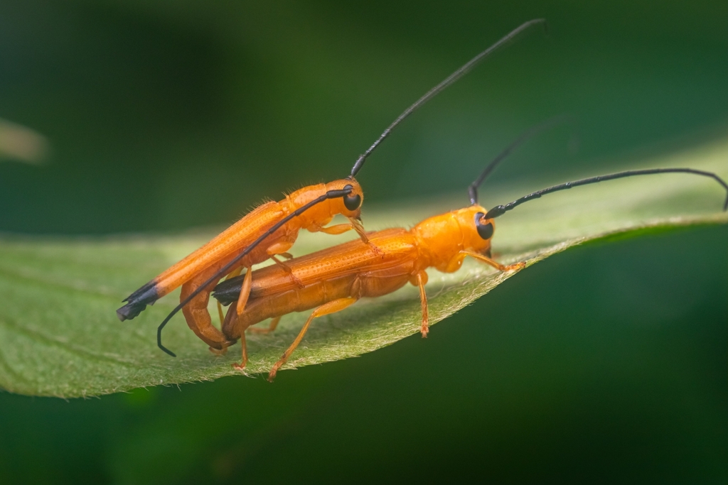 Nupserha vexator from Pitawala, Sri Lanka on November 1, 2024 by Osanda ...