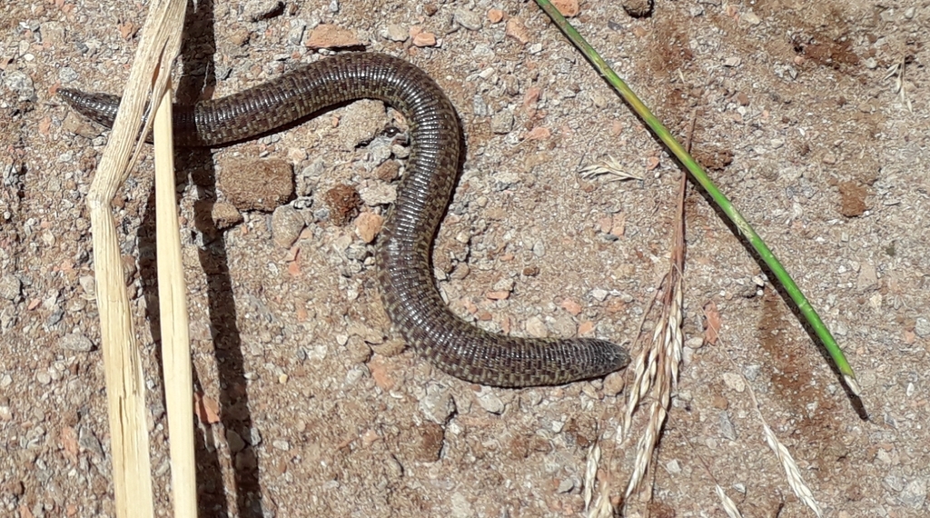 Checkerboard Worm Lizard from Bir El Djir, Algérie on June 29, 2019 at ...