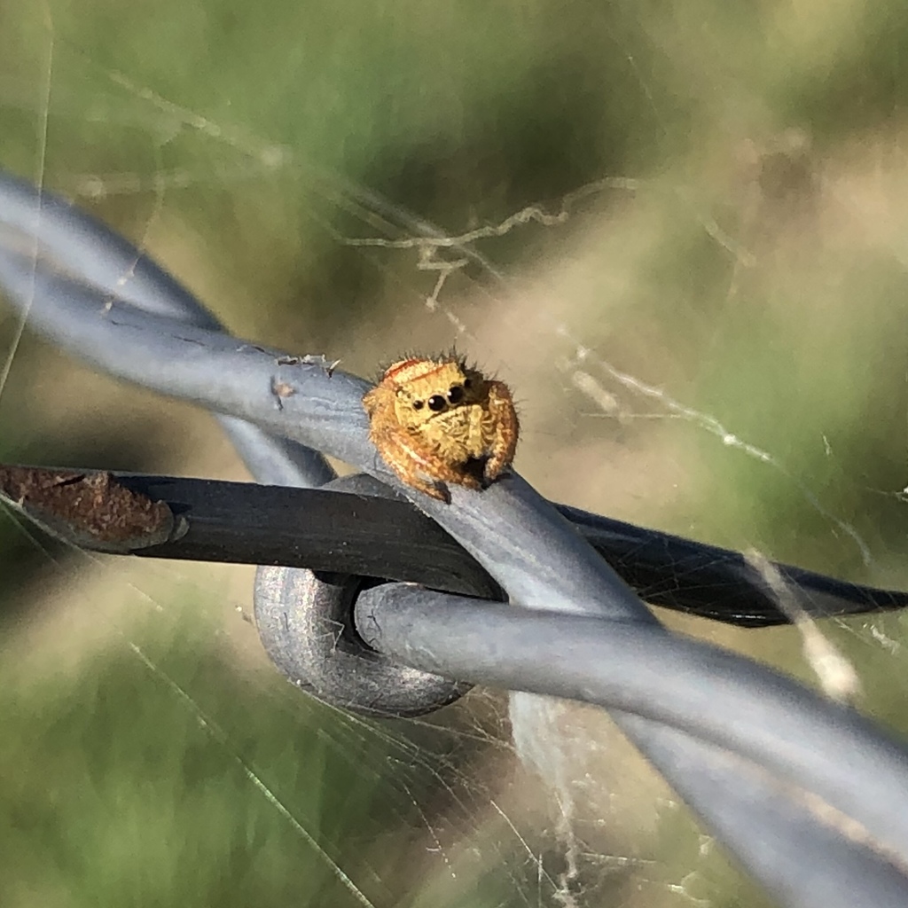 Apache Jumping Spider from 2561–2667 State Highway 214, Muleshoe, TX ...