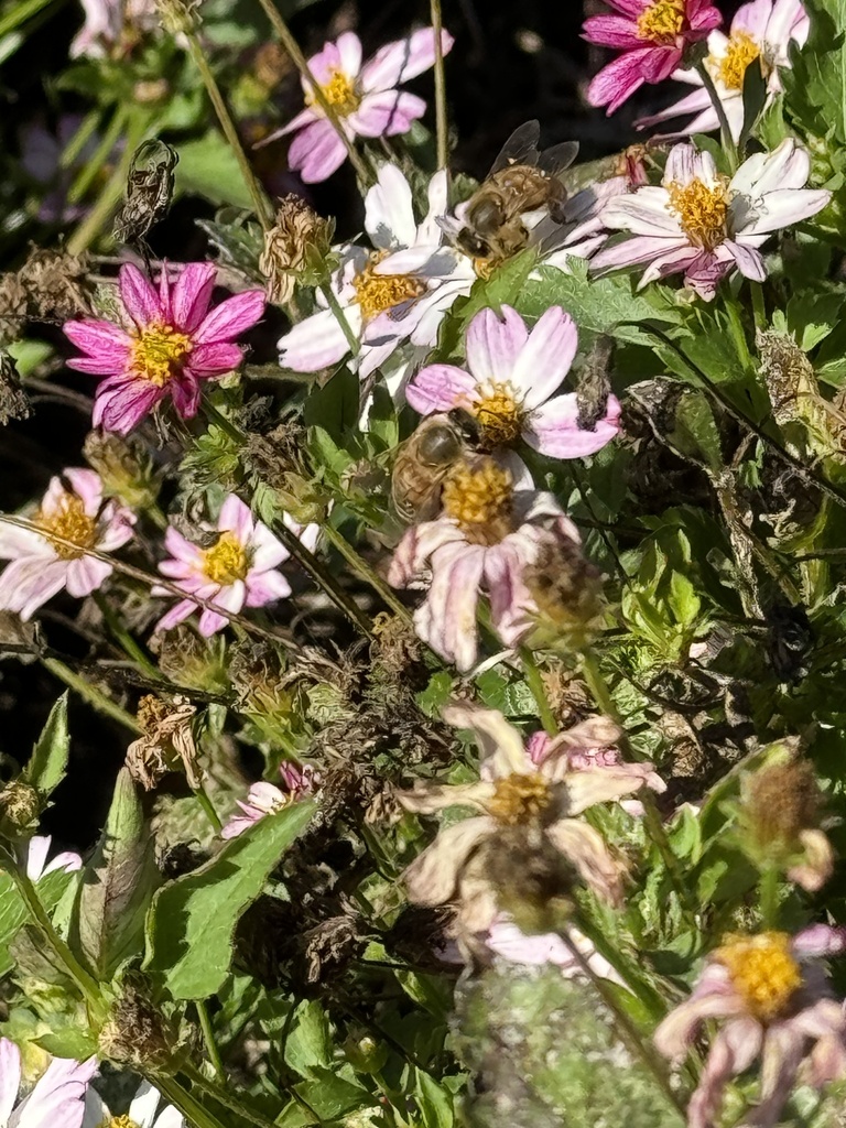 Western Honey Bee from Maymont, Richmond, VA, US on November 2, 2024 at ...