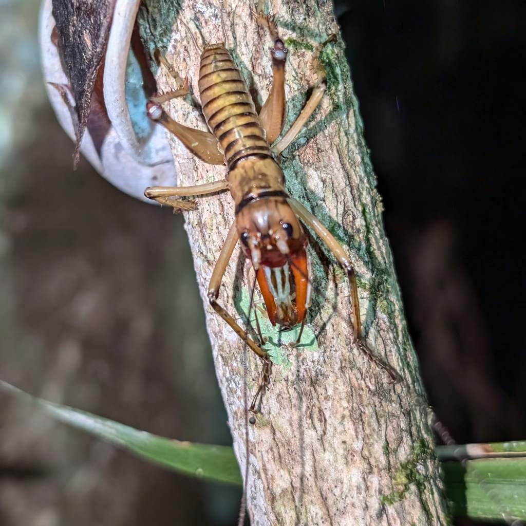 Spizaphilus cuniculator from Ampangalantsary, Madagascar on November 1 ...