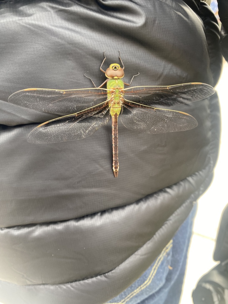 Common Green Darner from Thousand Islands Winery, Alexandria Bay, NY ...