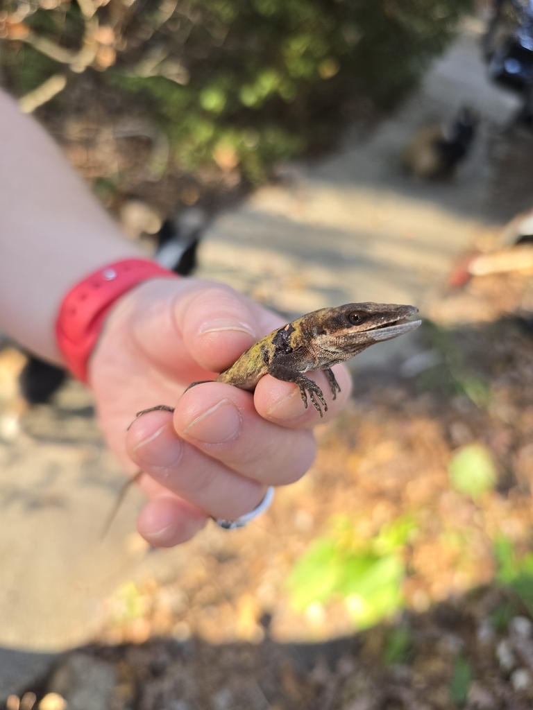 Green Anole from Winchester, NC 27591, USA on November 2, 2024 at 04:17 ...