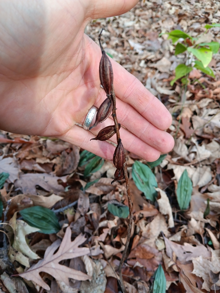 putty root in November 2024 by Joseph Mui · iNaturalist