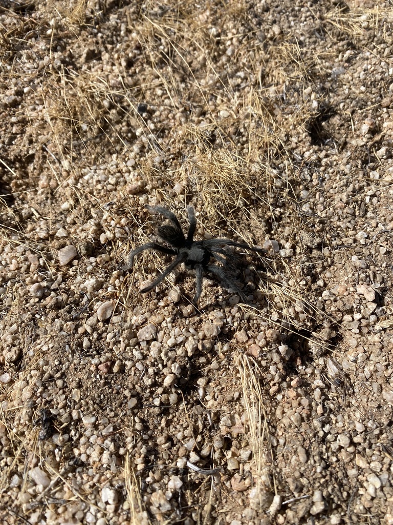 Johnny Cash Tarantula from Boron, CA, US on November 2, 2024 at 11:56 ...