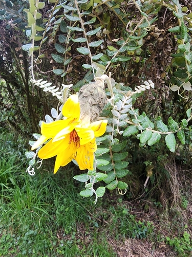 Mutisia rimbachii · iNaturalist Ecuador