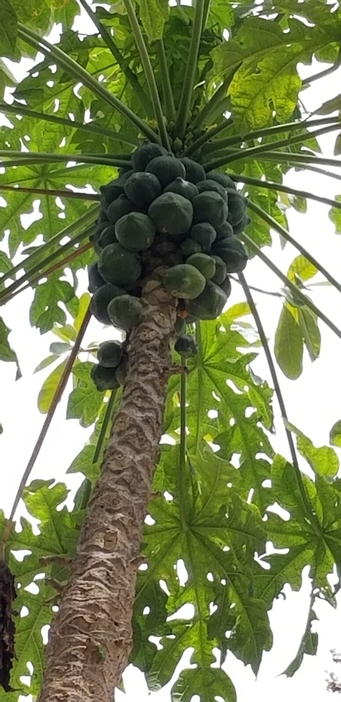 Papaya from Cozumel, Quintana Roo, Mexico on July 12, 2019 at 01:29 PM ...