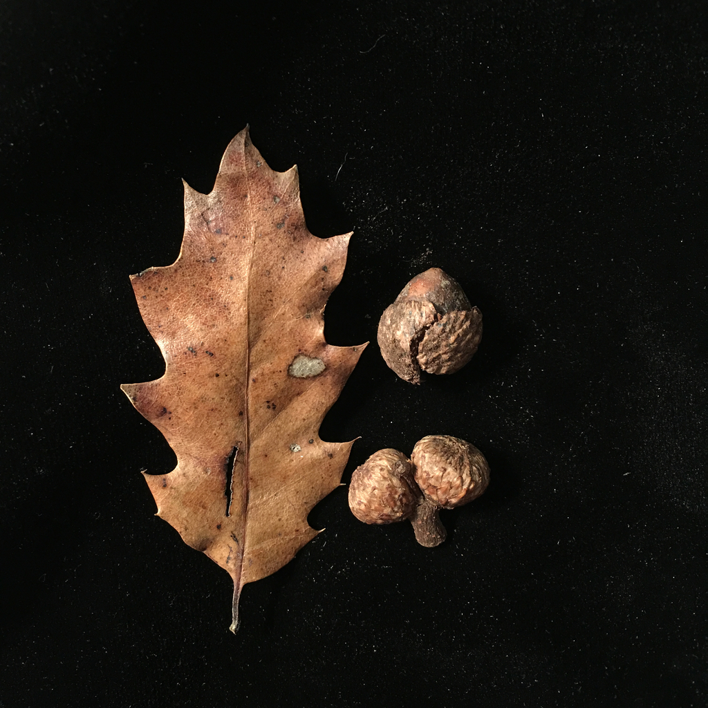 Oracle Oak from San Mateo County, CA, USA on April 28, 2019 at 09:42 AM ...