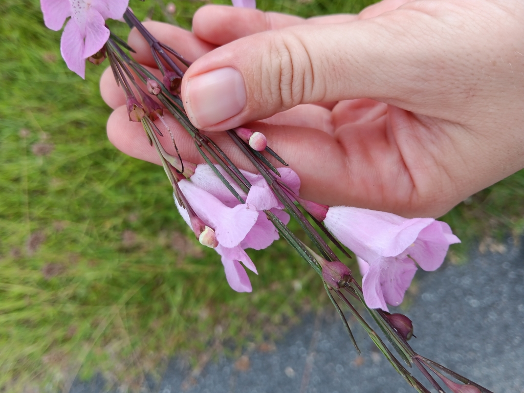 Flaxleaf False Foxglove from Miami-Dade County, FL, USA on November 2 ...