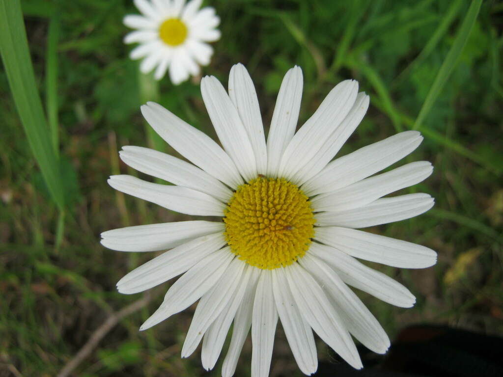 Oxeye daisy from St John, ND 58369, USA on July 14, 2011 at 10:49 PM by ...