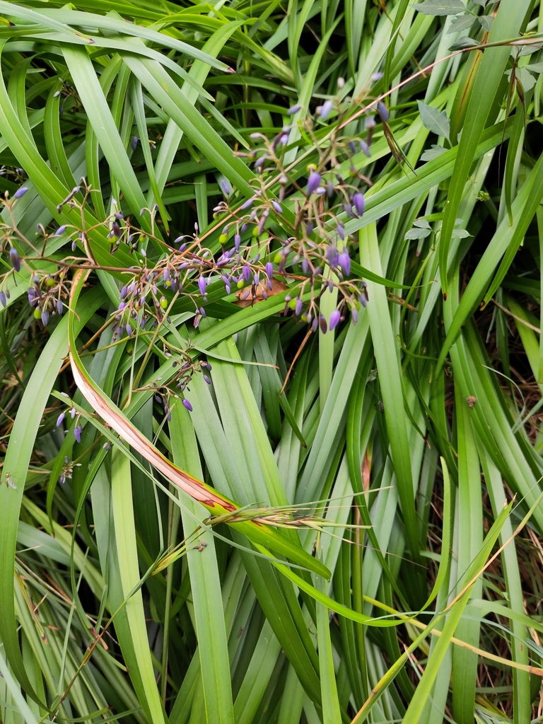 flax-lilies from Cammeray NSW 2062, Australia on October 16, 2024 at 09 ...