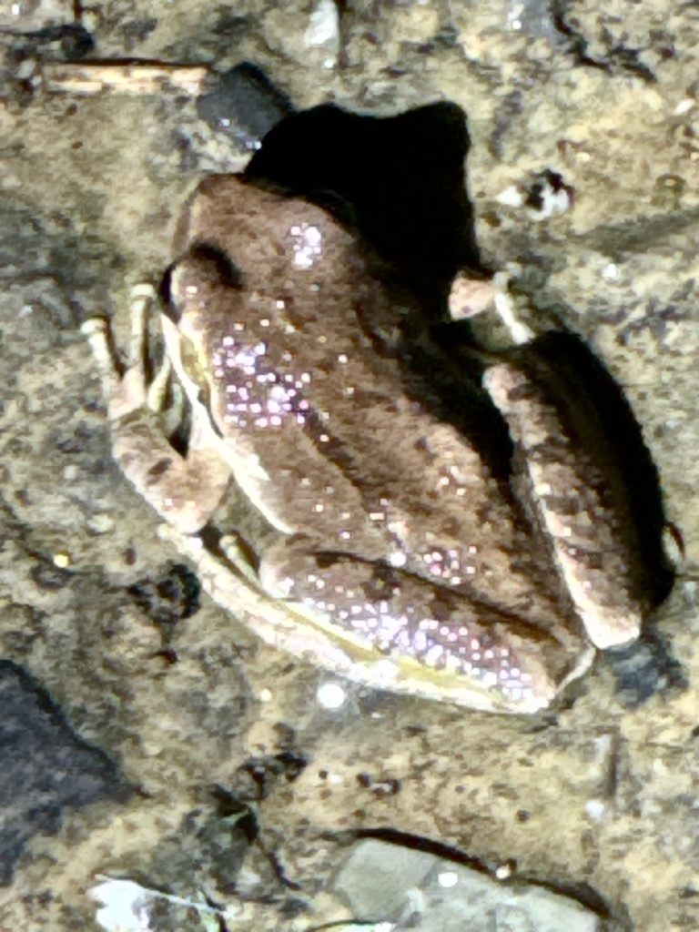 Pacific chorus frog from Marin County, US-CA, US on November 1, 2024 at ...