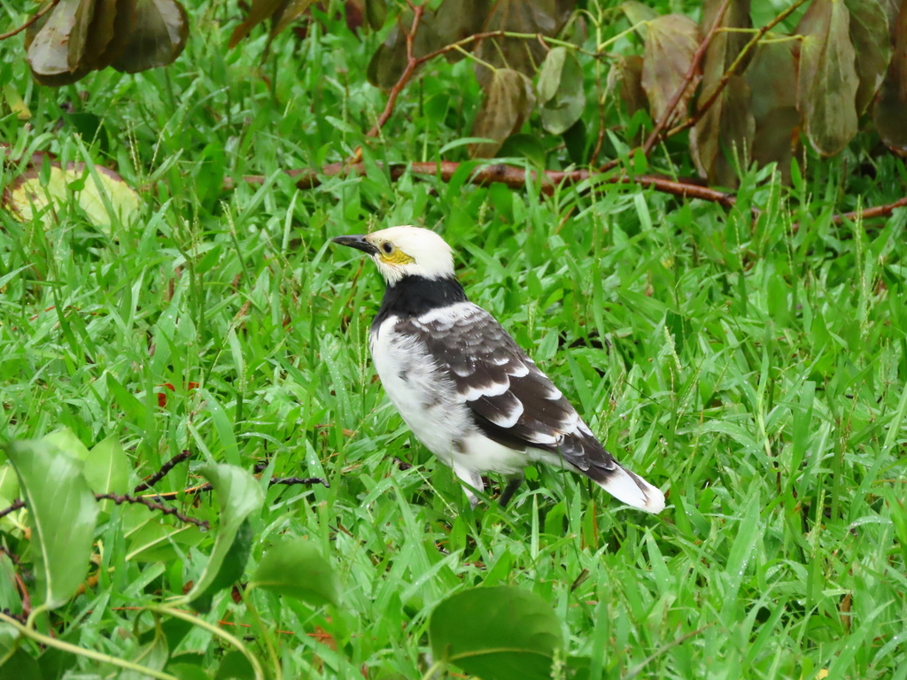 Black-collared Starling from Drunken Moon Lake, National Taiwan ...