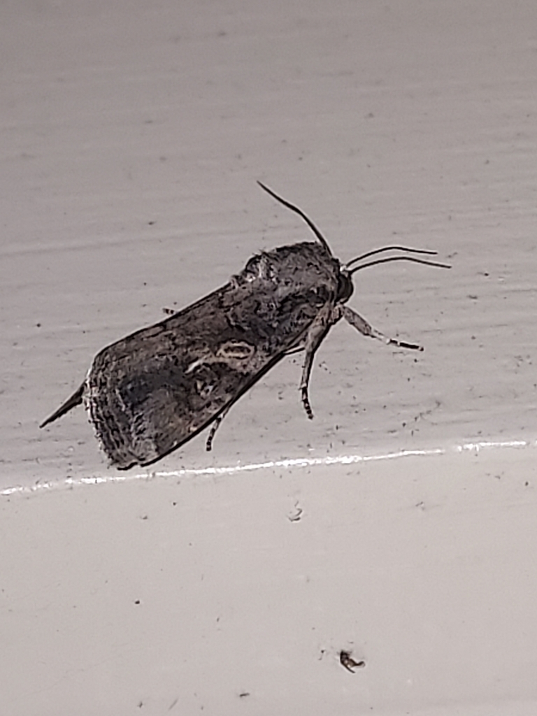 Fall Armyworm Moth in November 2024 by Christopher Butterfield ...
