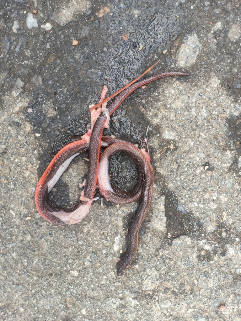 Ceylon Keelback in October 2024 by Ishan Devinda · iNaturalist