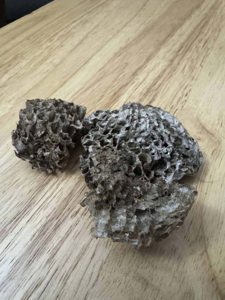 Paper Wasps from Schooleys Mountain Rd, Long Valley, NJ, US on November ...