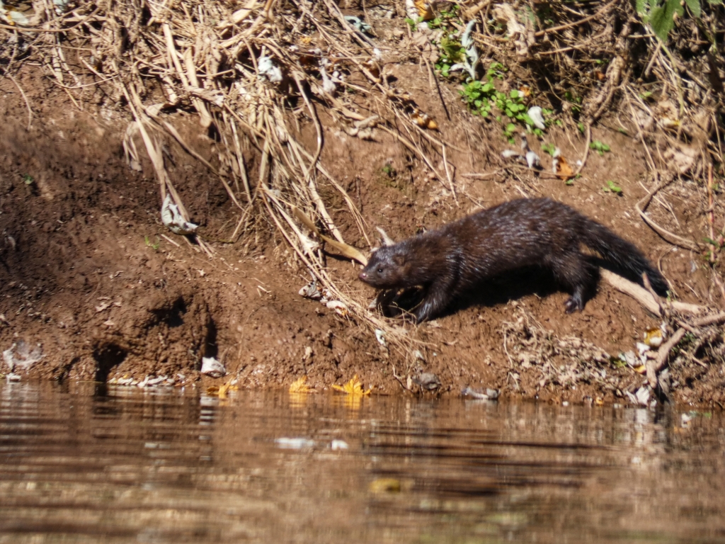 American Mink from Walkersville, MD 21793, USA on November 2, 2024 at ...