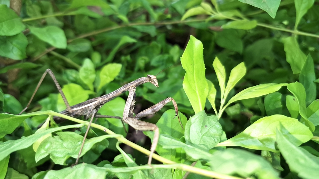 Deiphobe from 8R8V+R89, Khopi, Maharashtra 412205, India on August 15 ...