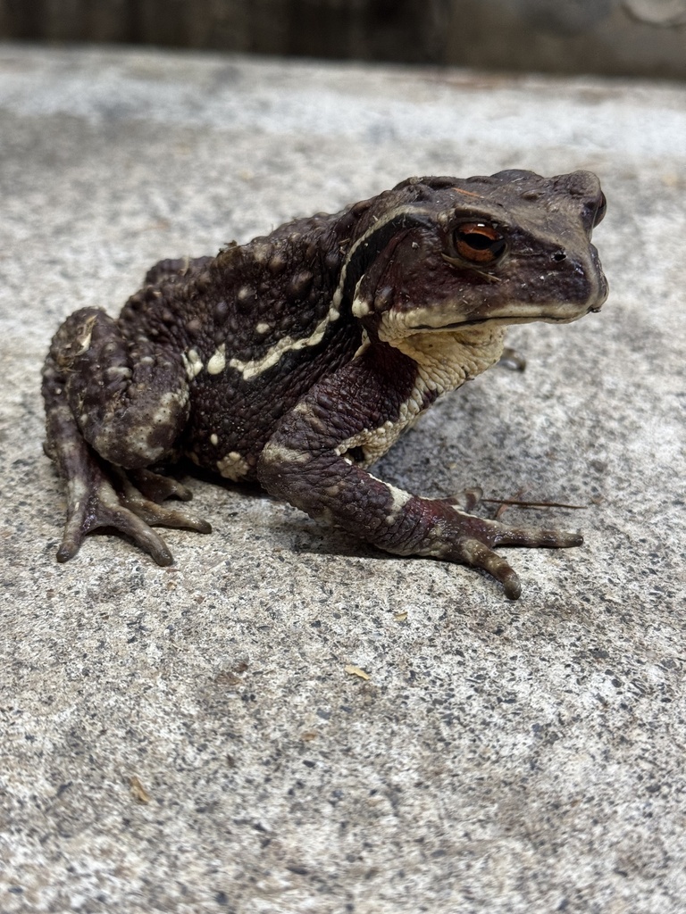 Eastern-Japanese Common Toad from 本州, 静岡市, 静岡県, JP on November 3, 2024 ...