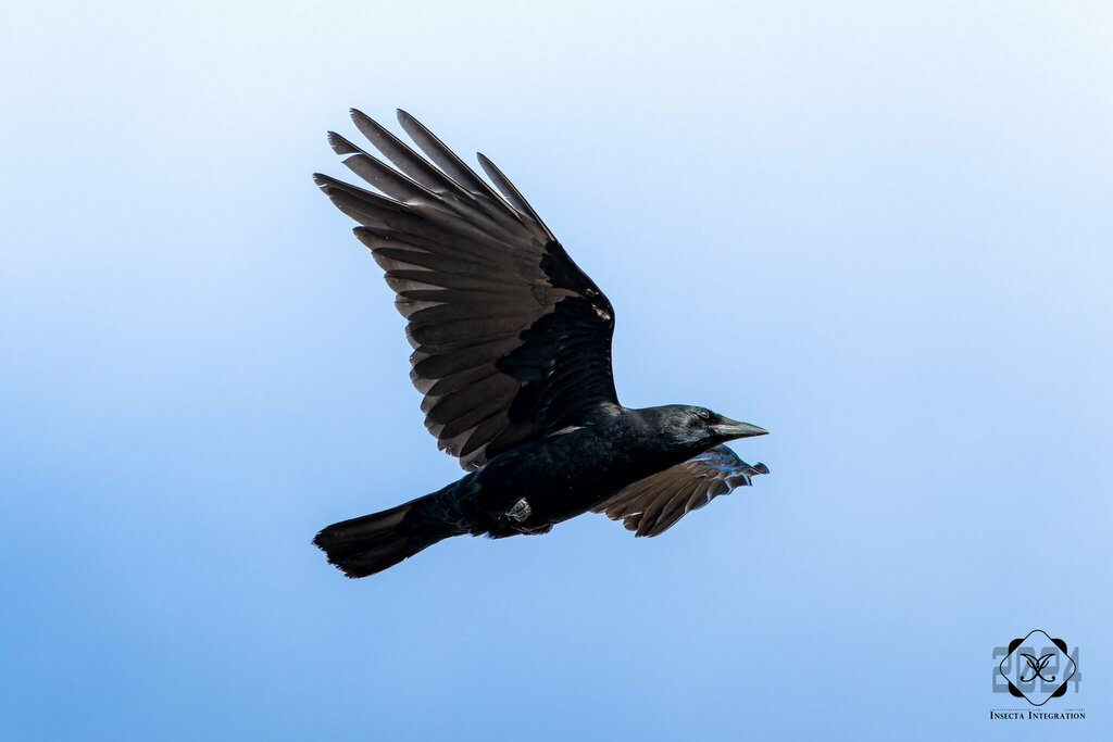 American Crow from 美国加利福尼亚圣迭戈洛玛岬 on November 2, 2024 at 02:55 PM by ...