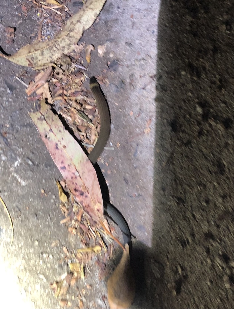 Three-clawed Worm-skink from Riverwood Dr, Bellmere, QLD, AU on ...