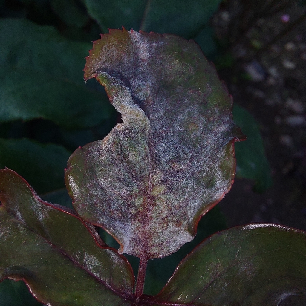 Rose Powdery Mildew from Pando 4 Etapa, Lima, Perú on October 28, 2024 at 05:40 PM by jocean ...