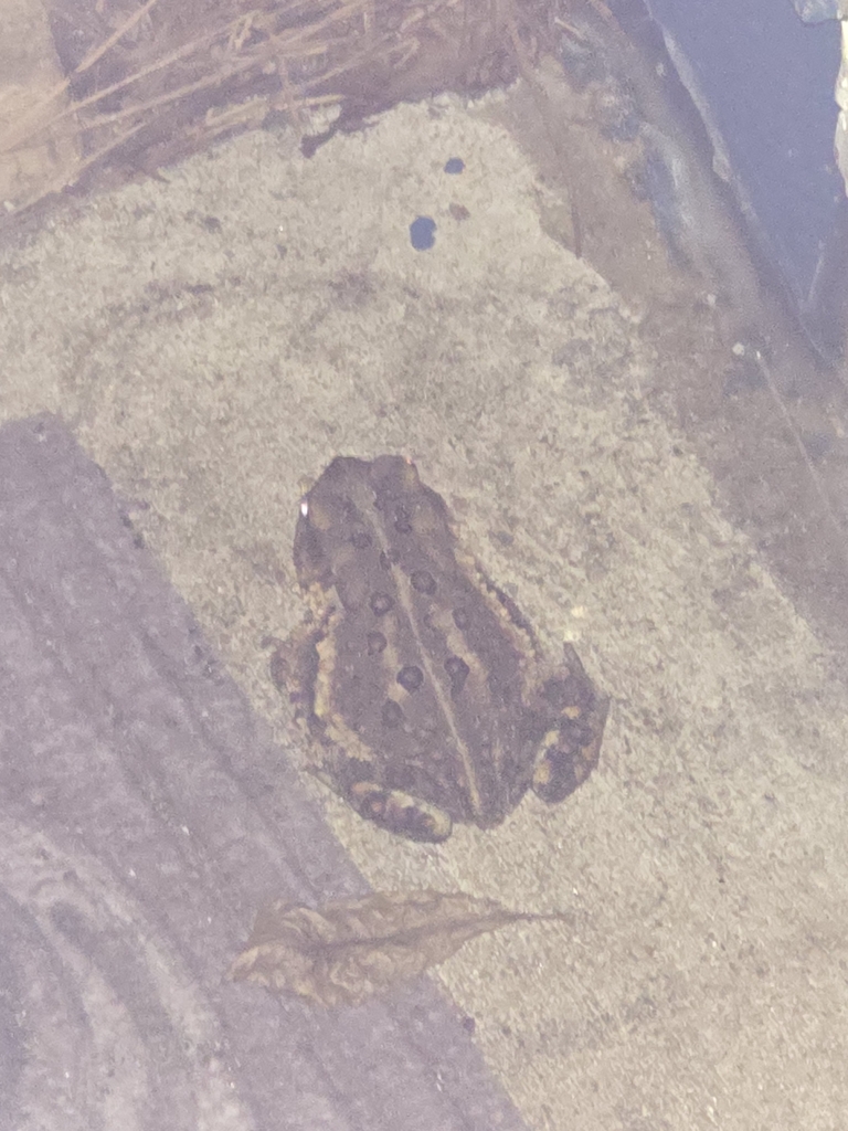 American Toad from Winchester, NC 27591, USA on November 2, 2024 at 08: ...