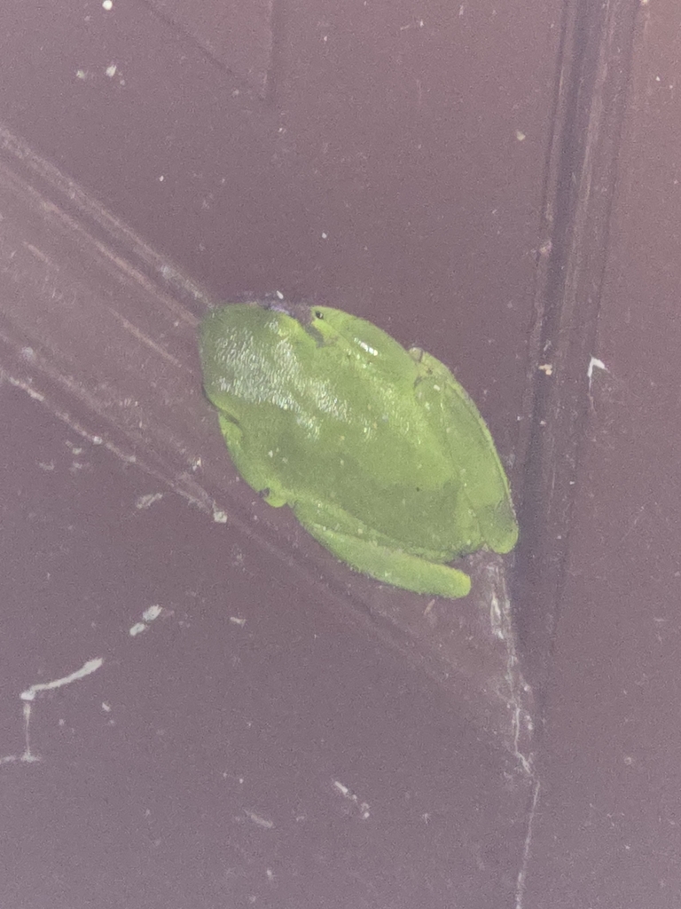 Green Treefrog from Winchester, NC 27591, USA on November 2, 2024 at 08 ...