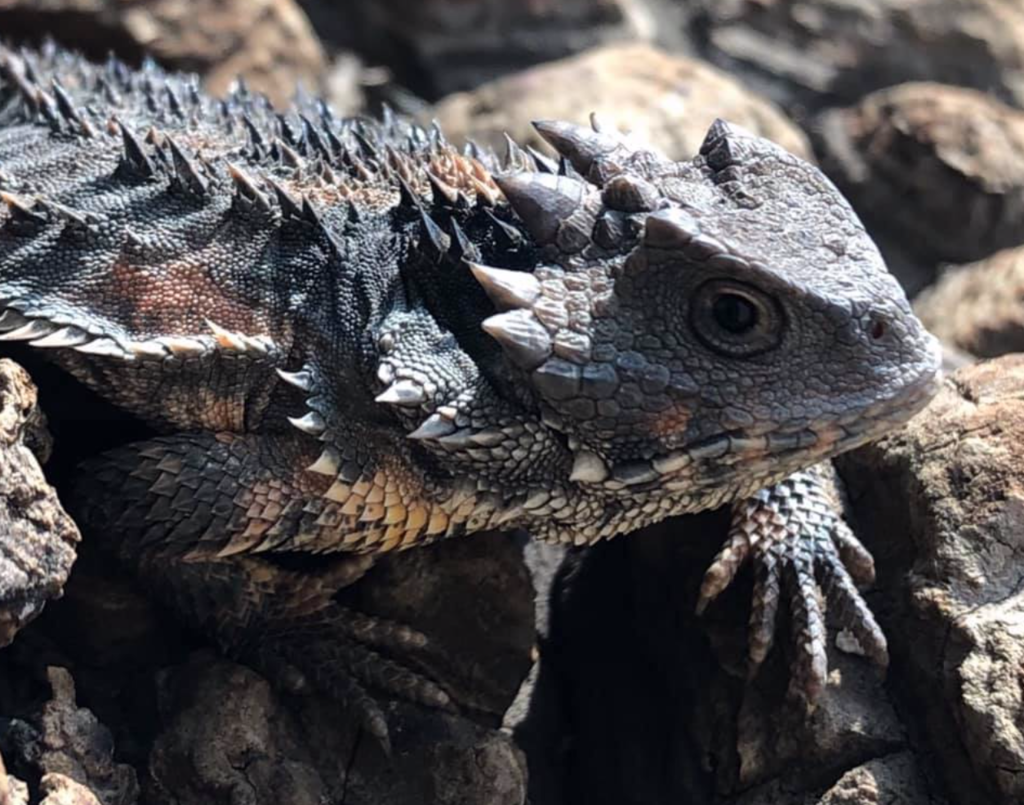 Mountain Horned Lizard from Cd. de México, México on May 18, 2019 at 11 ...