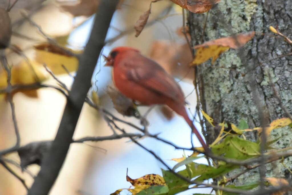 Northern Cardinal in November 2024 by waterbottle_s · iNaturalist